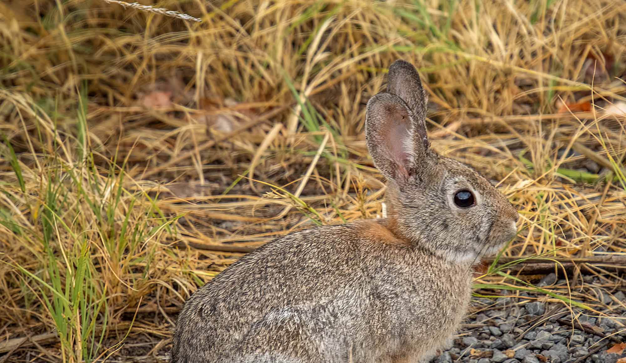 Rabbit Ears poem by Charles Goodrich - Write Place